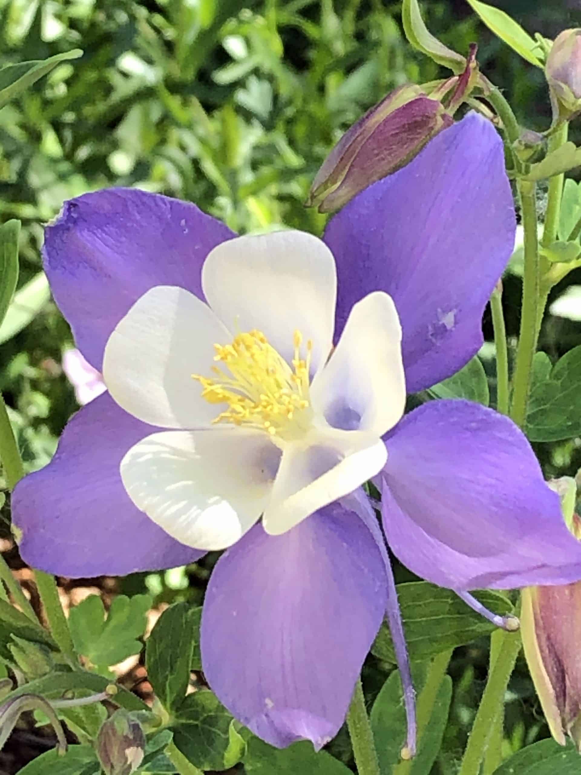 Master Gardener: Growing columbine | SteamboatToday.com